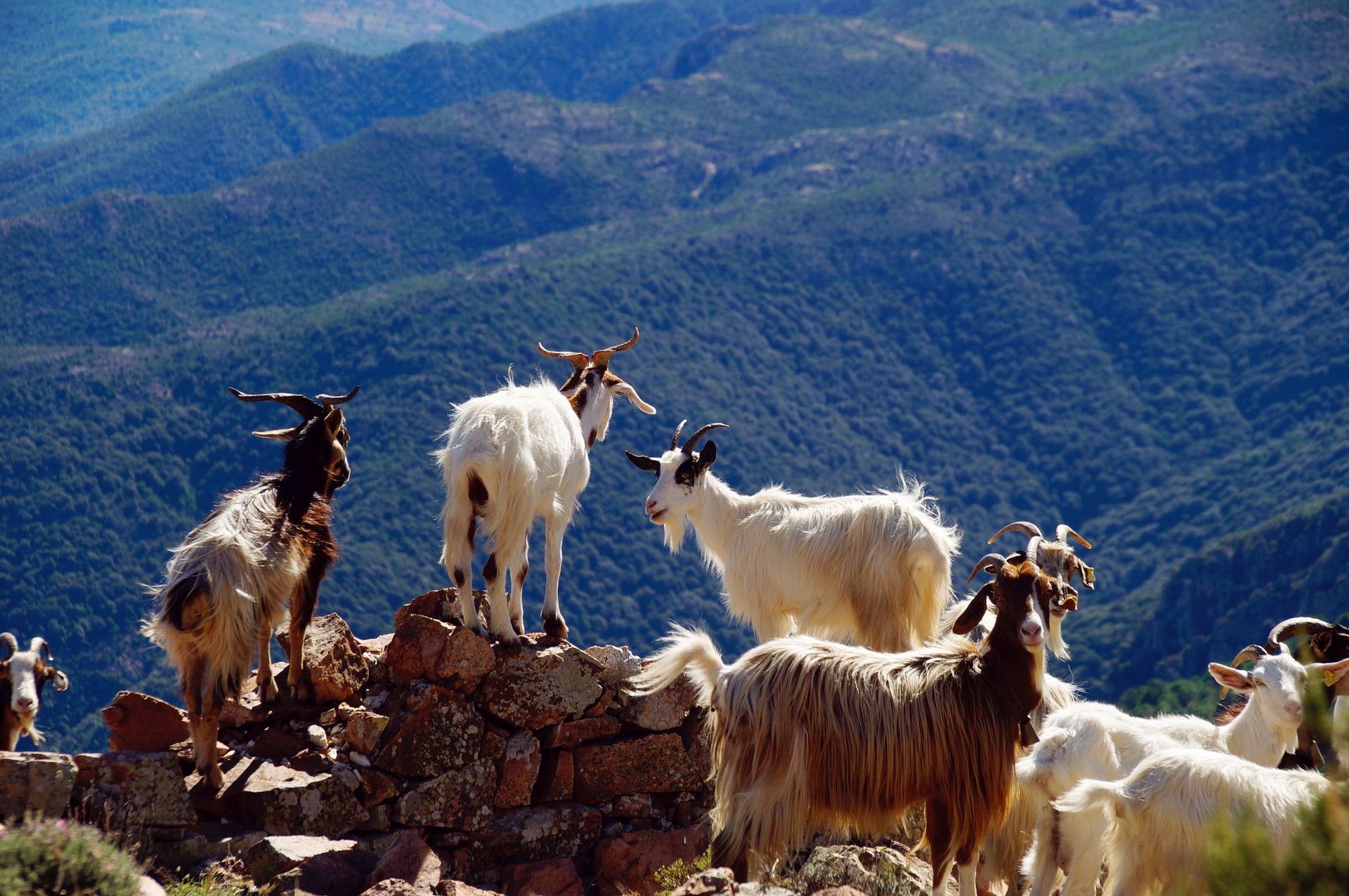 Barbagia, land of traditions and history - Sardinia Trip